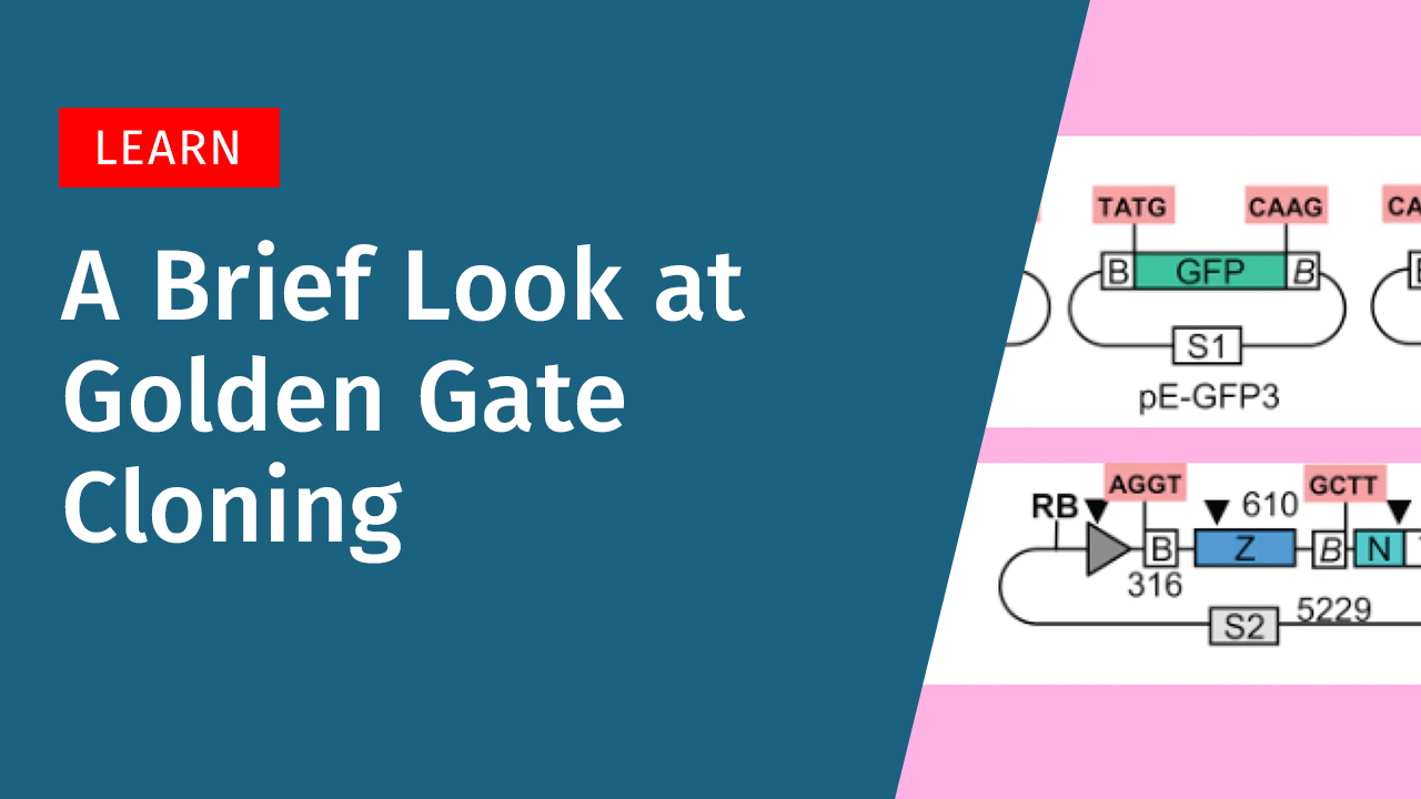 A Brief Look at Golden Gate Cloning